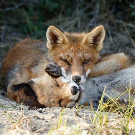 Premium Photo Red Fox Cub Of Cubs In There Natural Habitat Just Born