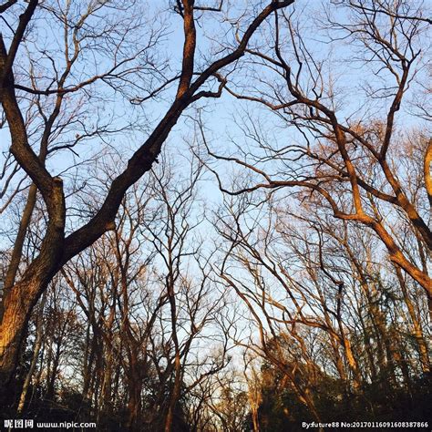 生长摄影图自然风景自然景观摄影图库昵图网