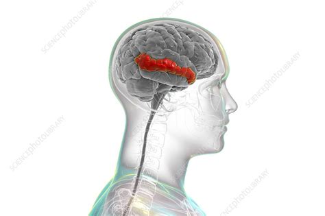 Middle Temporal Gyrus