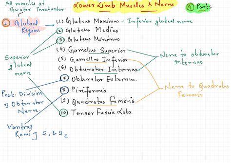 Solution Lower Limb Muscles Nerve Flow Chart Gross Anatomy Mbbs