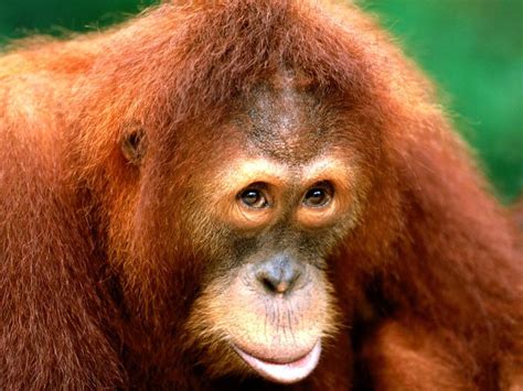 Im A Redhead Cute Monkey Pictures Monkey Pictures Orangutan Monkey