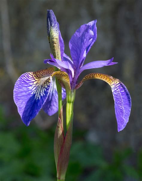 Iris Flag Iris Snake Lily Water Flag North Carolina Extension