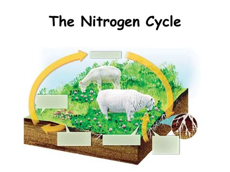 Complex Nitrogen Cycle Diagram