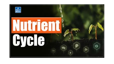 Nutrient Cycles Carbon Nitrogen Water Sulphur More