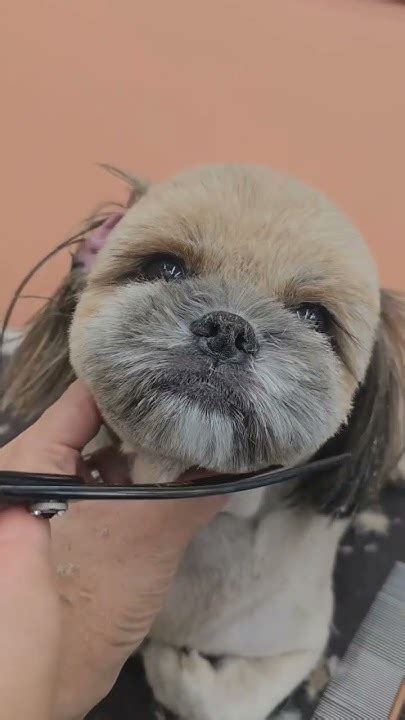 시츄 얼굴 미용중에 시츄 시츄사랑 시츄미용 Youtube