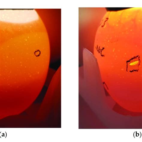 A Location Of Injection Of Embryonated Eggs Below The Cam 5 Day Old Download Scientific