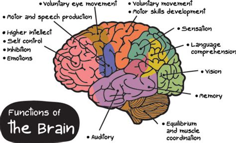 Which Part Of The Brain Controls Emotion Dobezy