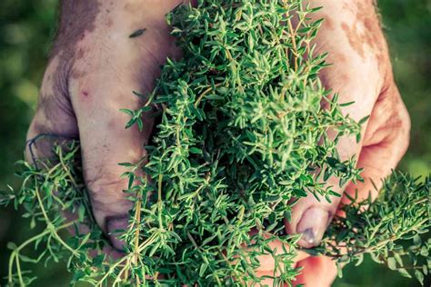 Thyme Vs Rosemary Best Comparison And Differences Thyme Vs Rosemary Best Comparison And Differences