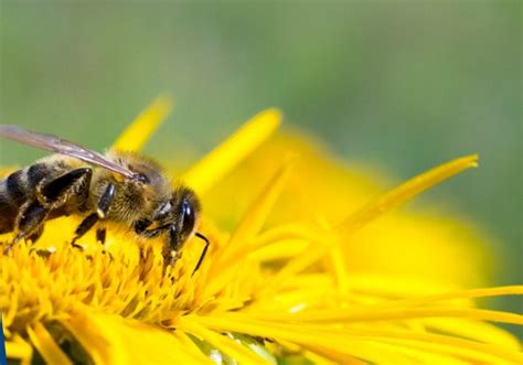 Sophie Danforth Conservation Biology Fund Wecare