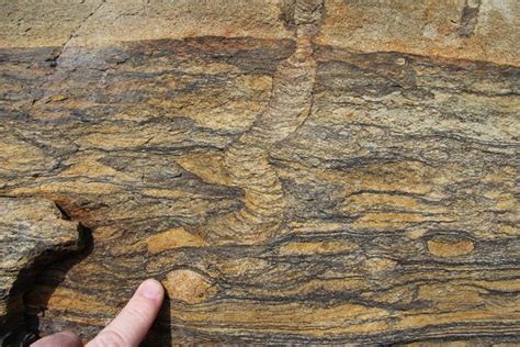 Trace Fossil Burrows Trace Fossil Burrows