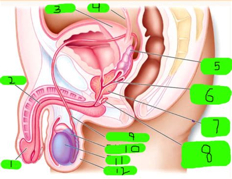 Male Reproductive System Labeled Quizlet Human Anatomy Male