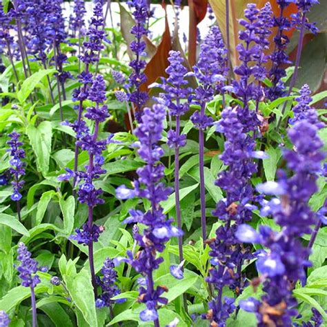 Salvia Farinacea Blue Sage Buy Australian Seed