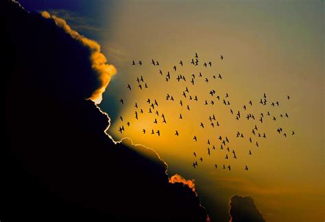 100000 Free Bird Migration And Migration Images Pixabay