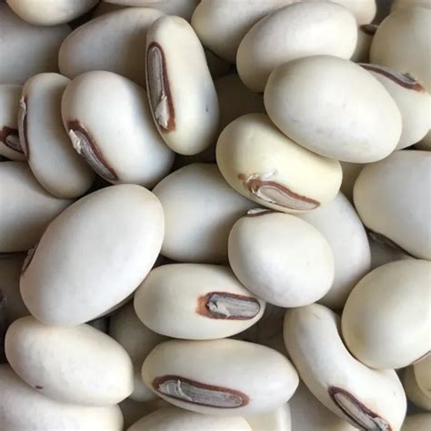 Bean Seed White Simer Bichi Sada 500 Gm Bd