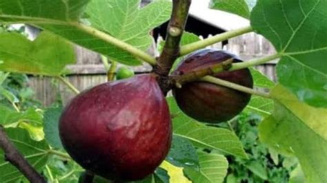 Jenis Buah Tin Yang Wajib Anda Ketahui Beserta Manfaatnya