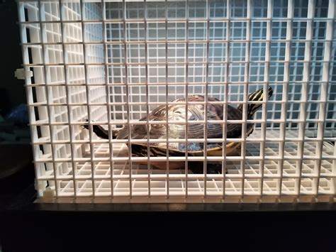 Anyone Else Have A Ballerina Turtle Not A Species She Just Likes To Lift One Leg R Turtle