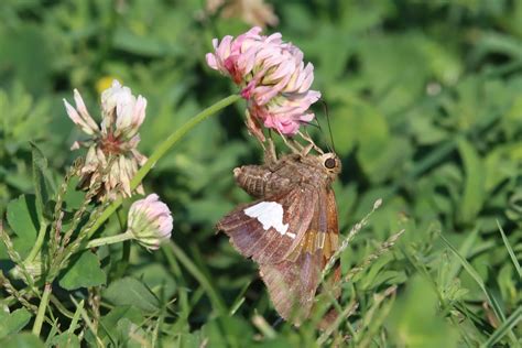 Michigan Exposures Catching A Moth