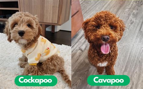 Cual Es Mejor Cockapoo O Cavapoo
