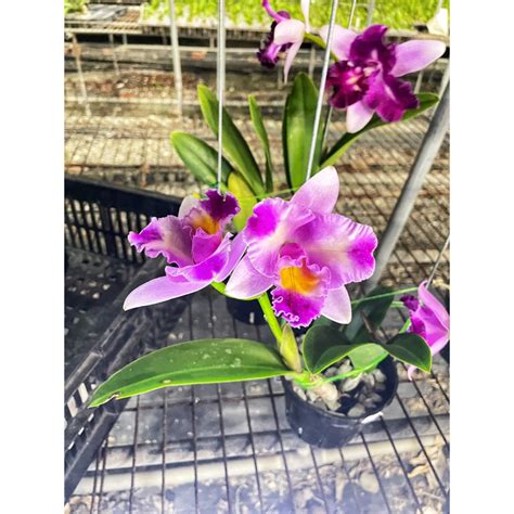 嘉德麗雅蘭cttsakura Candy X Rlc Huatand City迷秀初花數量不多 蝦皮購物