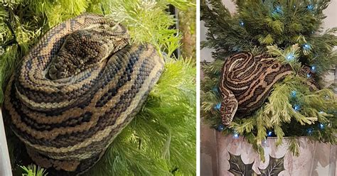 Photos In Australia Pythons Make Great Christmas Tree Decorations