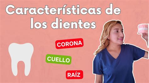 Características De Los Dientes Youtube