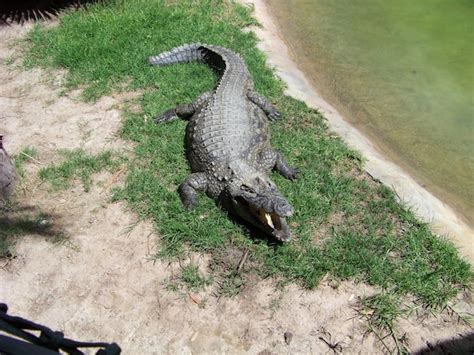 Premium Photo Surface Level Of Grass