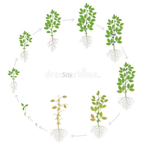 Cycle Growth Soybean Stock Illustrations 149 Cycle Growth Soybean Stock Illustrations Vectors