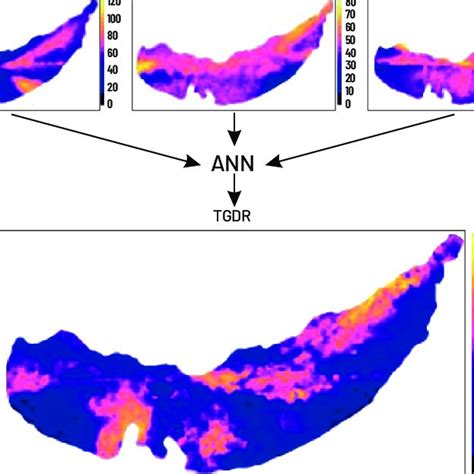 Interpolated Estimation Maps Download Scientific Diagram