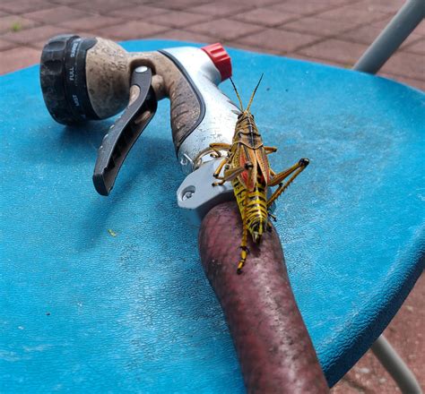 Eastern Lubber Grasshopper This Guy Is No Joke Rmildlyinteresting