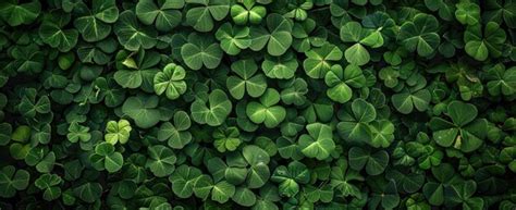 A Lush Green Clover Patch Premium Ai Generated Image