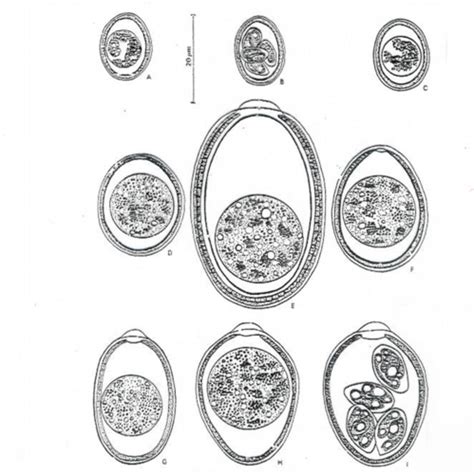 14 Intestinal Coccidia Flashcards Quizlet