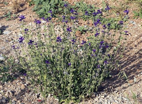 Sálvia Pintada Salvia Viridis Como Plantar