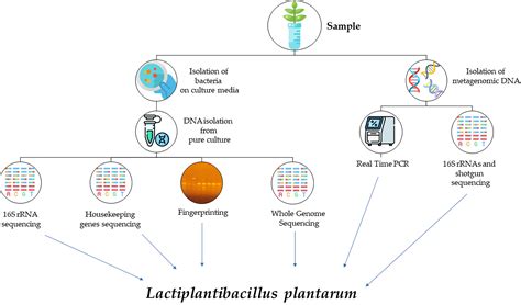 Identification Of Bacteria Bacterial Identification Lab