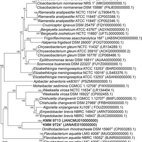Maximum Likelihood Tree Based On Concatenated 400 Protein Sequences Download Scientific Diagram