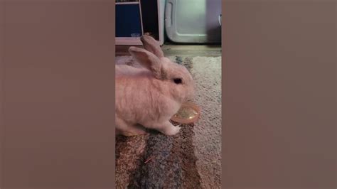 Bunny Treats🐇 Asmr Youtube