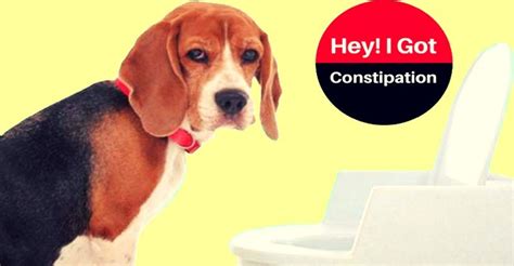 7 Remarkable Dog Constipation Symptoms And Remedies Simplified Home