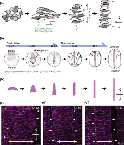 Models Of Convergent Extension During Morphogenesis Shindo 2018