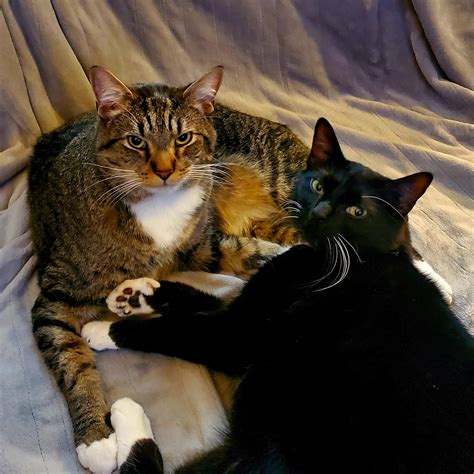 Everyone Says My Tabby Ralph Looks Mad All The Time To Me He Looks So