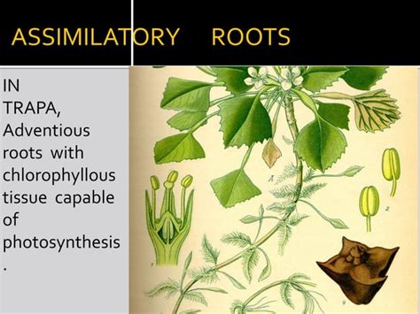 Root And Stem Morphology Pptx