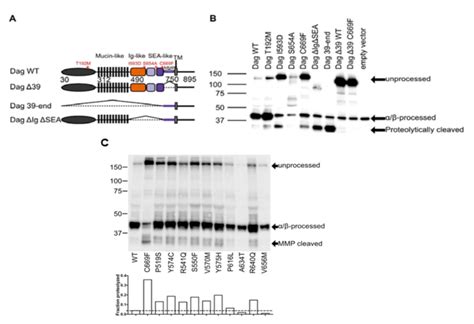 Presence Of The β Dystroglycan Proteolytic Fragment Depends On The Download Scientific Diagram