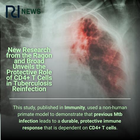 Tb Tuberculosis Research Vaccination Ragoninstitute Ragon