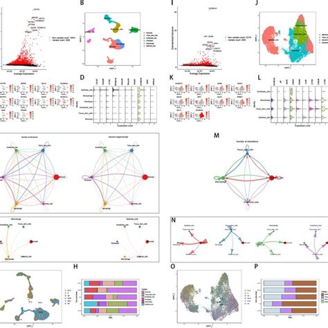 identification of highly variable genes and analysis of cellular