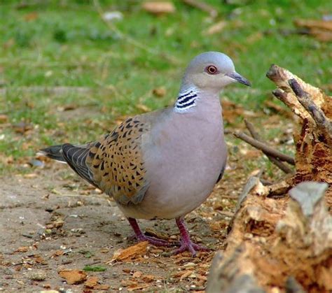 What Does A Turtle Dove Represent At Paul Caison Blog