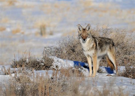 100 Coyote Wallpapers