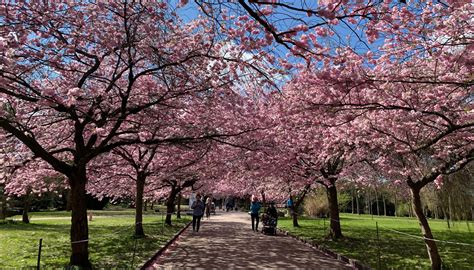 Baum Mit Rosa Blüten So Bringen Sie Farbe In Ihren Garten