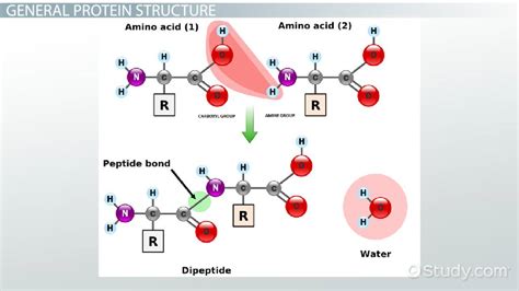 Protein Struktur Diagram 600x556