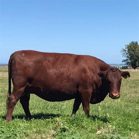 Ellesmere Red Devon Cattle Tai Tapu