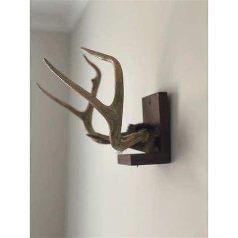 Mid 20th Century Antlers On Wood Bracket 6 Point Chairish