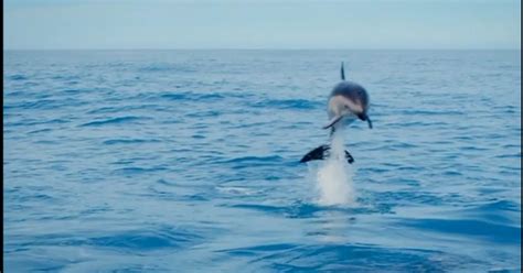 Dolphin Sex Rituals Watch The Pulling Techniques The Acrobats Of The Sea Use To Mate Mirror