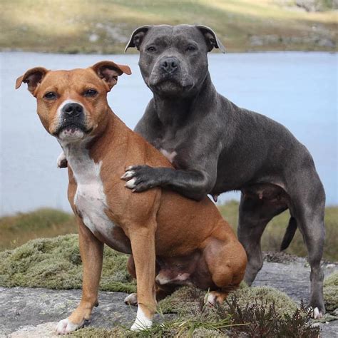 Pin Auf Hunde Süsse Bilder